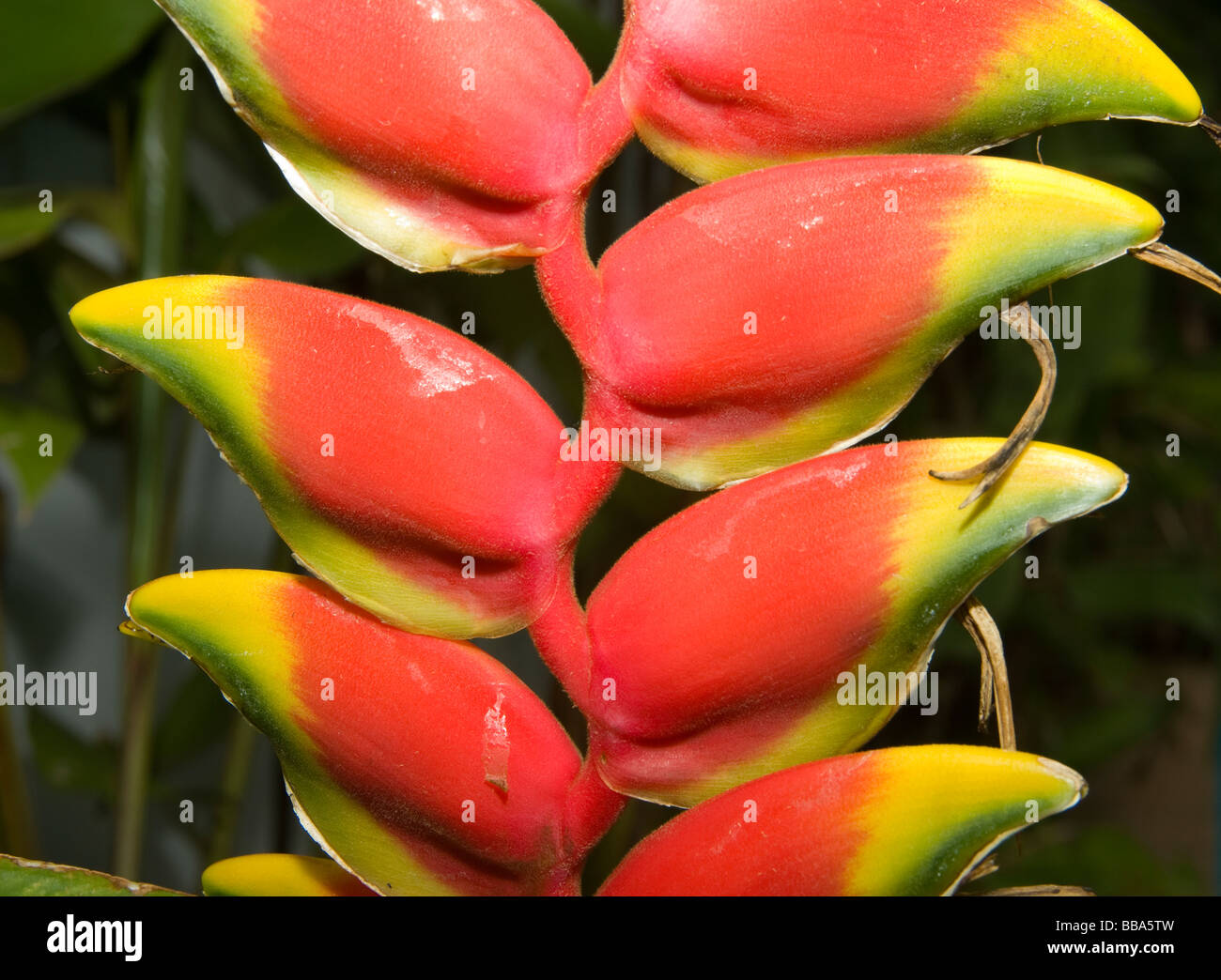 Paraguay.Plants of the Rainforest.Heliconia in bloom Stock Photo - Alamy