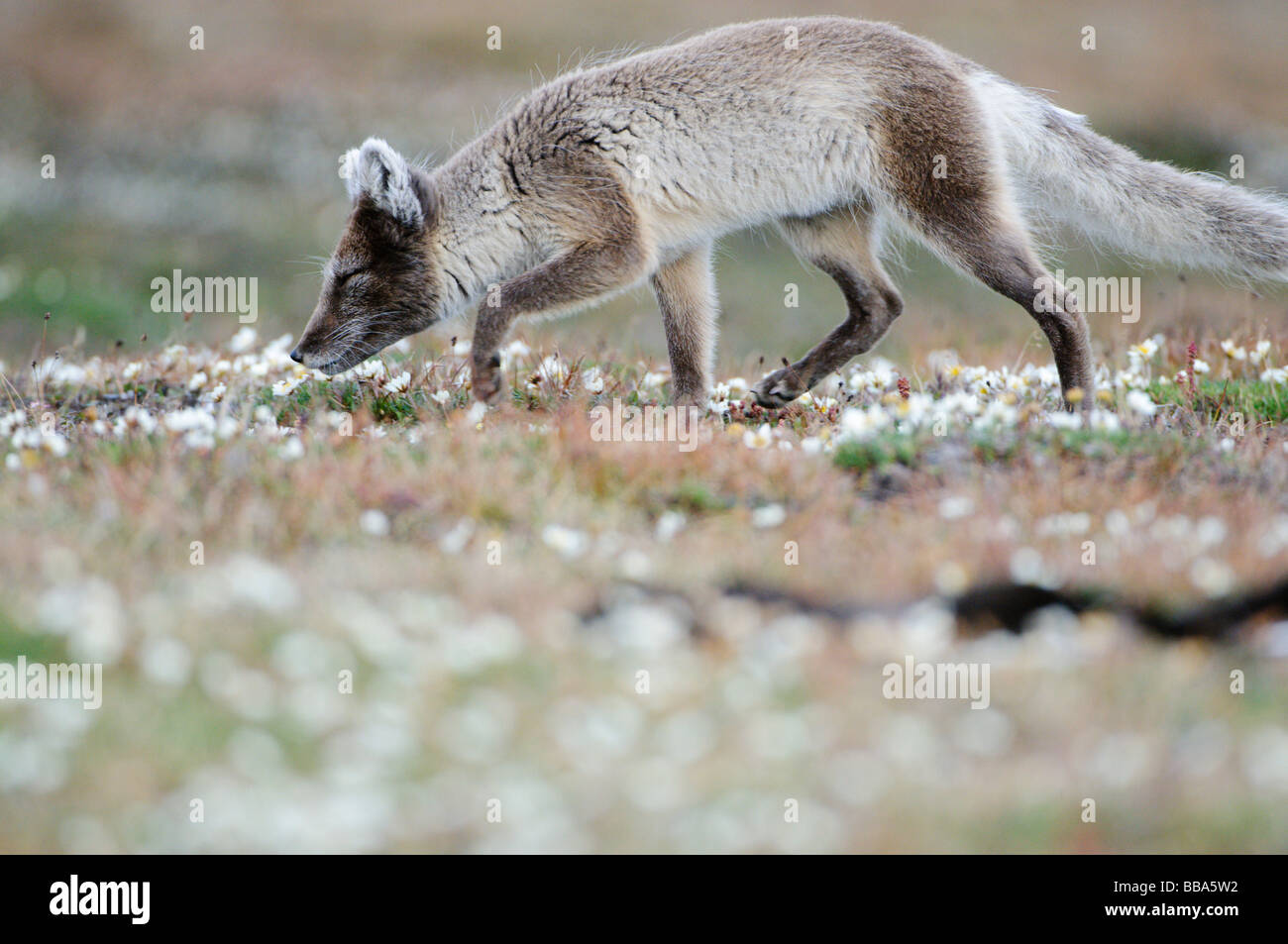 Arctic Fox Vulpes lagopus seeking carrion or other food source Svalbard ...