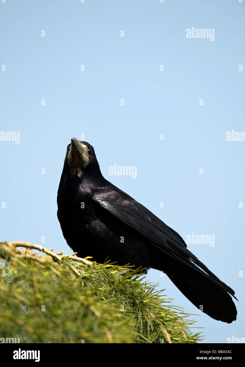Rook bird hi-res stock photography and images - Alamy