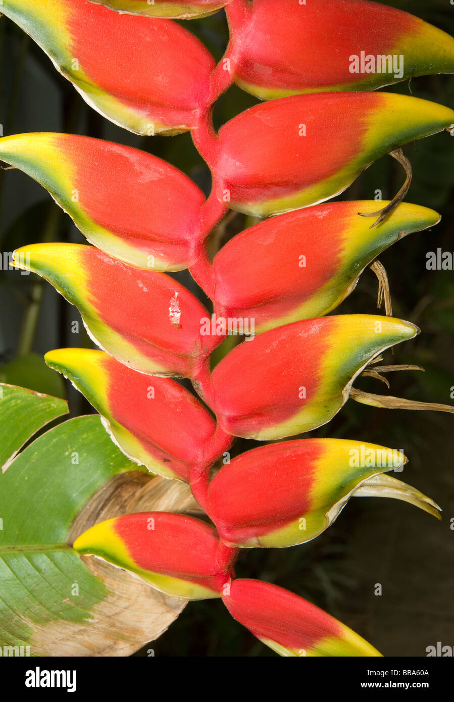 Paraguay.Plants of the Rainforest.Heliconia in bloom Stock Photo - Alamy