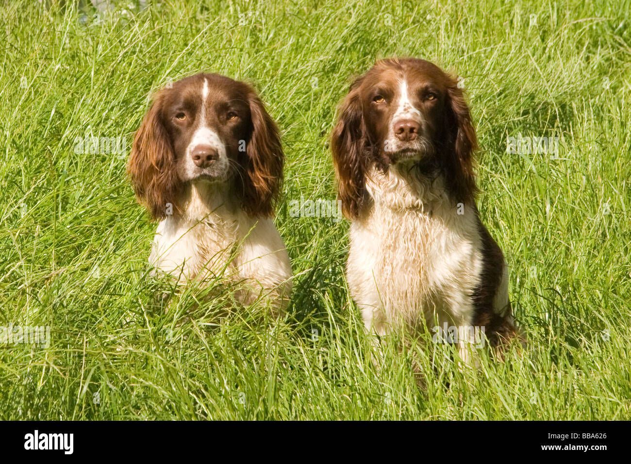 English Springer Spaniels Stock Photo - Alamy