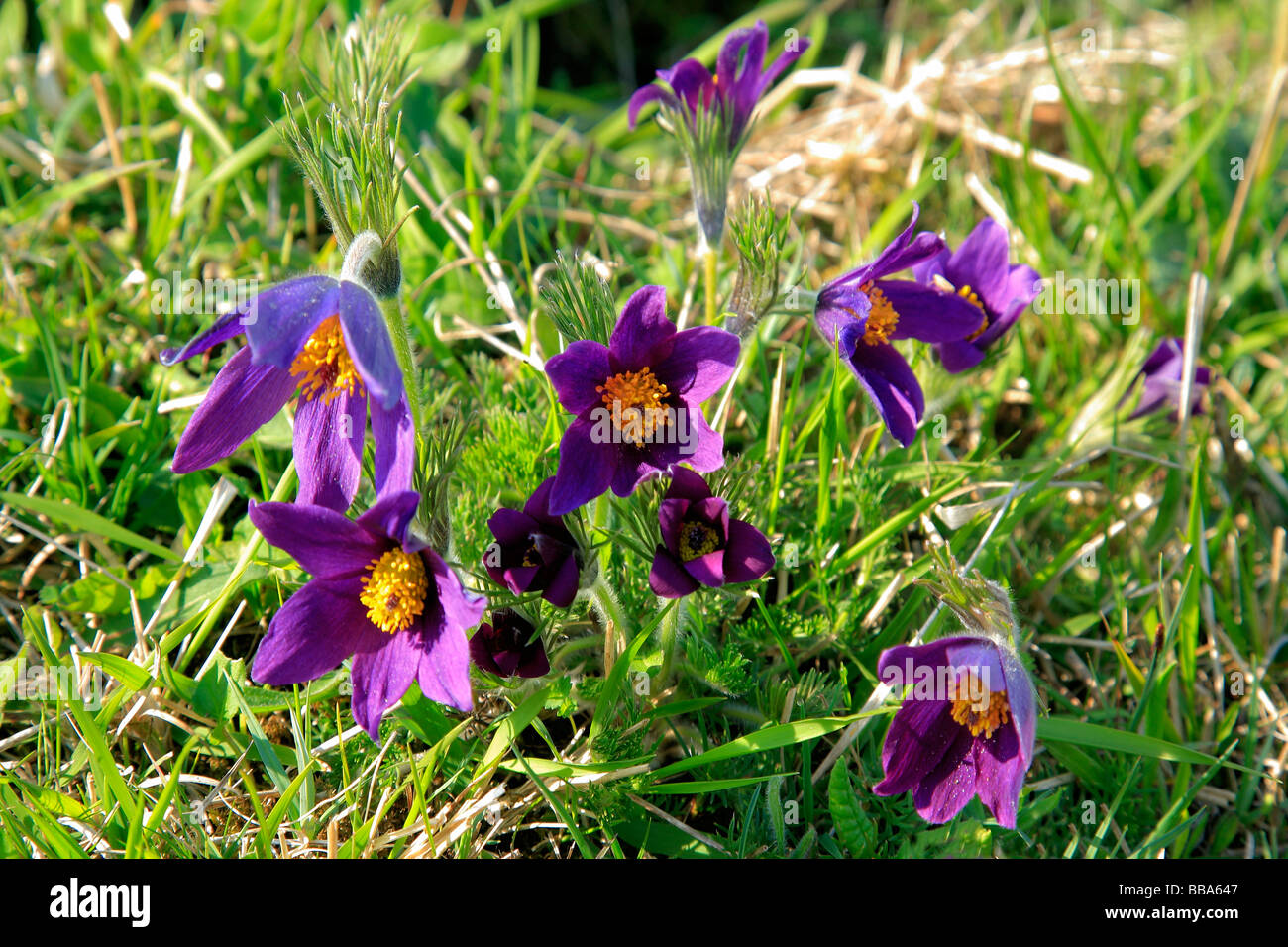 Pasque Flowers Pulsatilla vulgaris Spring at Hills and Holes English ...
