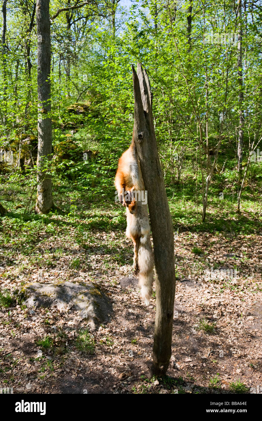Hanging furs hi-res stock photography and images - Alamy
