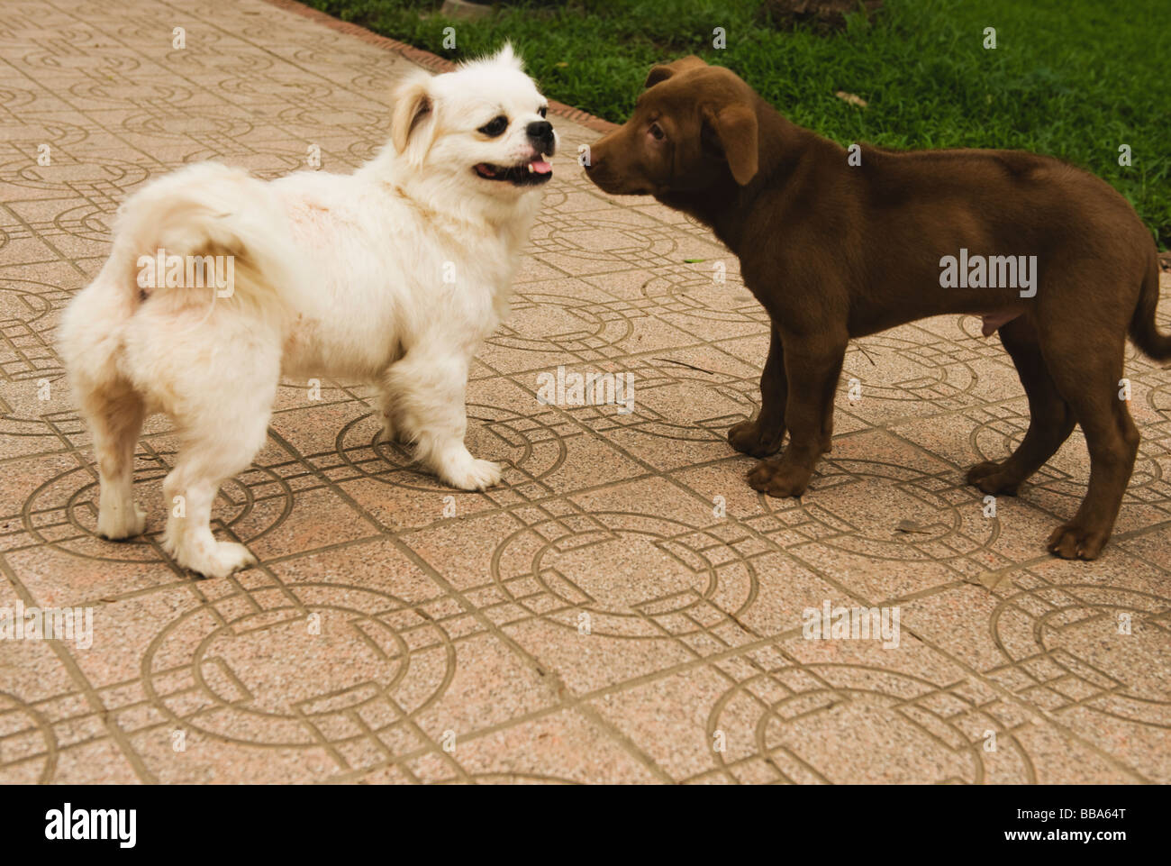Vietnamese dogs hi-res stock photography and images - Alamy
