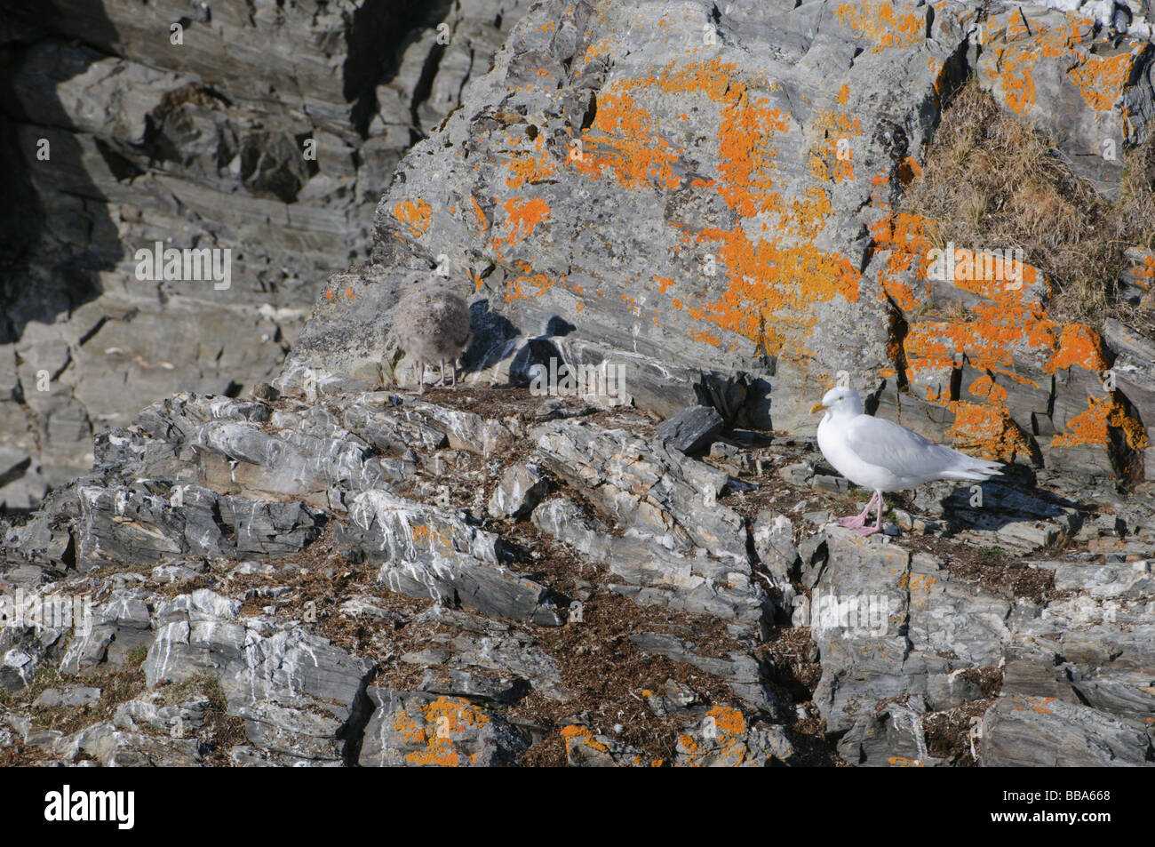 Seagull life cycle hi-res stock photography and images - Alamy