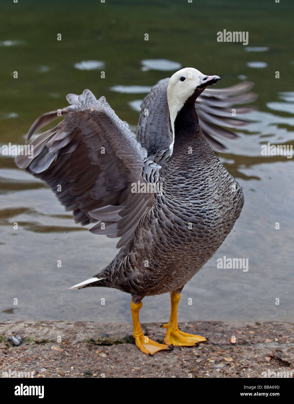 Emperor goose hi-res stock photography and images - Alamy
