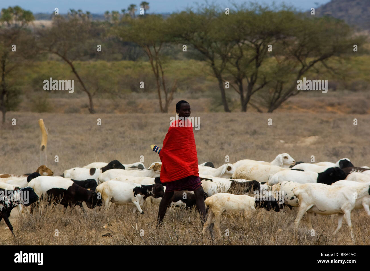 Samburu boy herding his goats in the savanah near Samburu Game Reserve ...