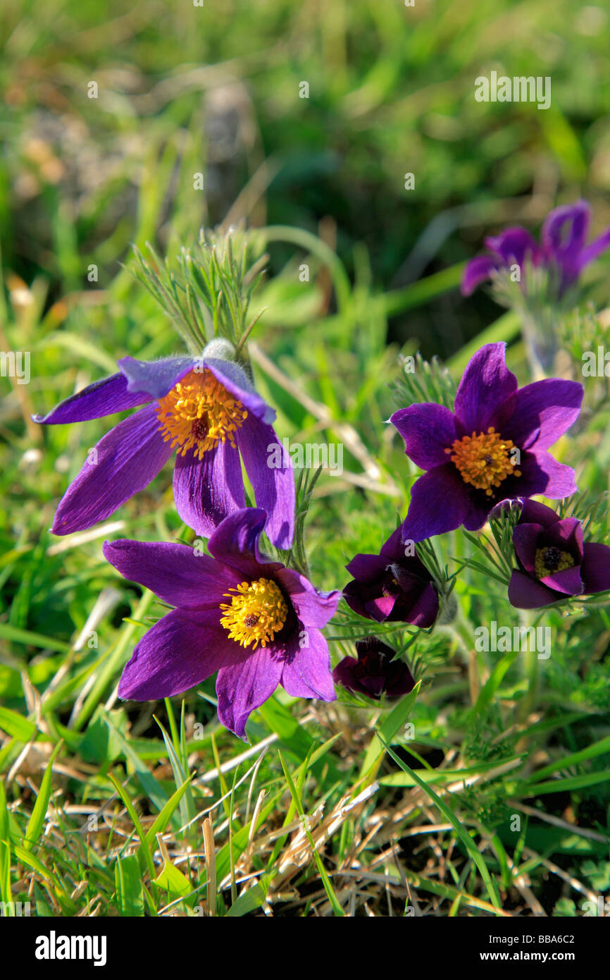 Pasque Flowers Pulsatilla vulgaris Spring at Hills and Holes English ...