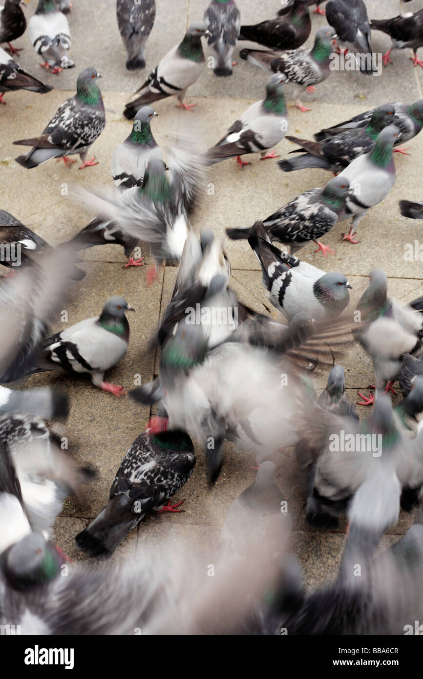 Pigeons feeding on the steps of the New Mosque in Istanbul Stock Photo ...