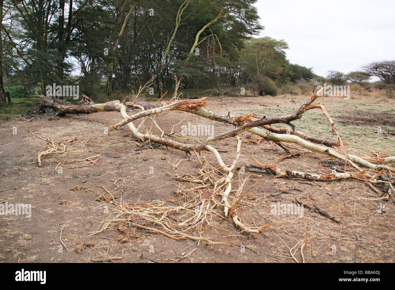 Damage tree hi-res stock photography and images - Alamy