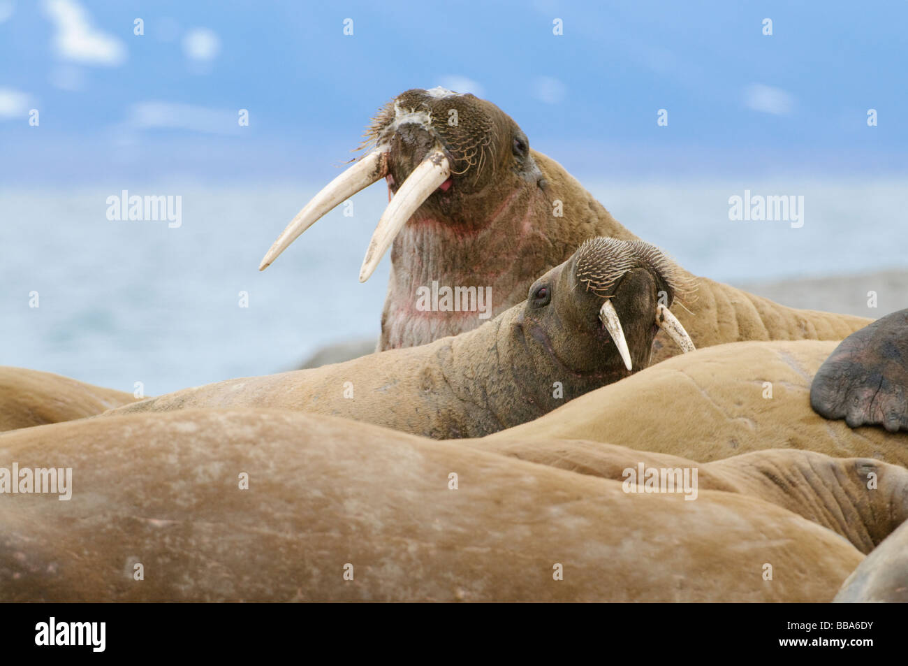 Walrus colony Odobenus rosmarus Poolapynten Spitsbergen Svalbard Stock ...