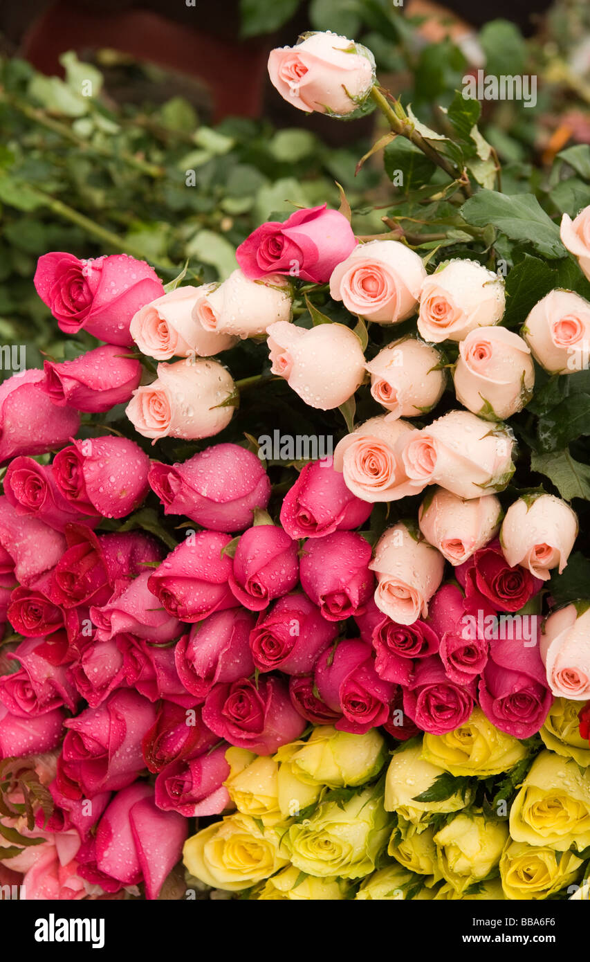 Stack of different roses at Tay Ho flower market, Hanoi, vietnam Stock Photo - Alamy
