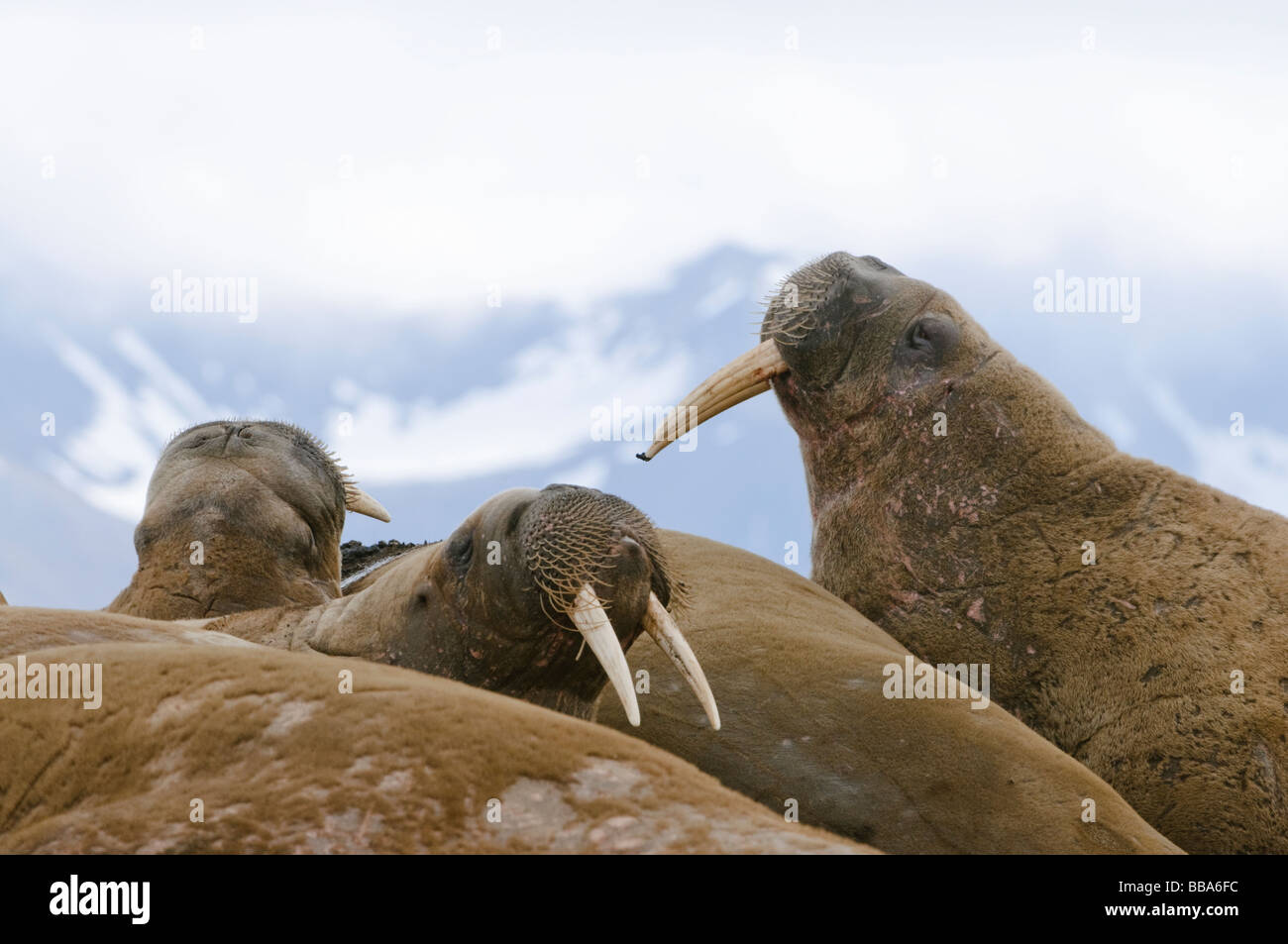 Walrus colony Odobenus rosmarus Poolapynten Spitsbergen Svalbard Stock ...