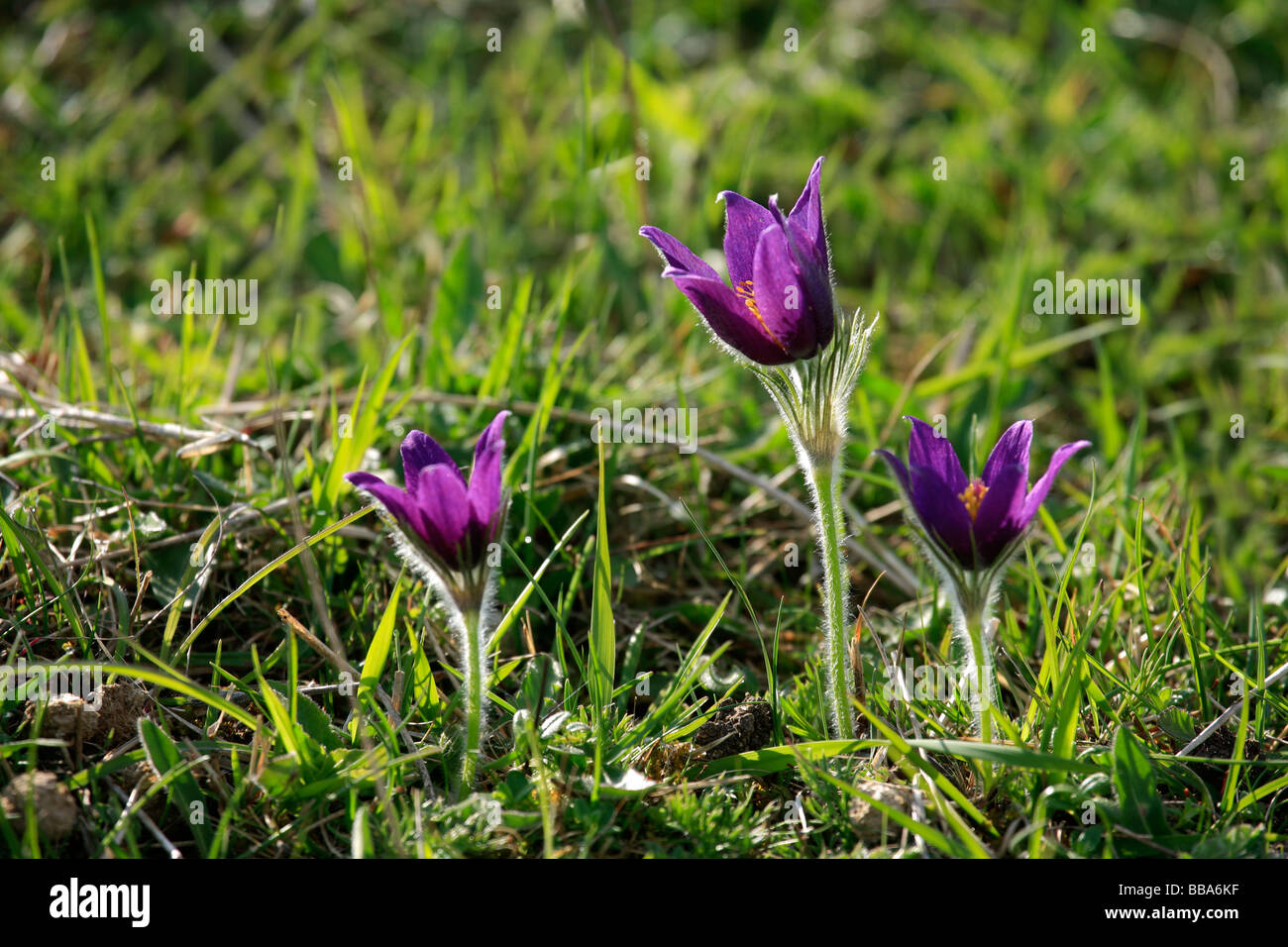 Pasque Flowers Pulsatilla vulgaris Spring at Hills and Holes English ...