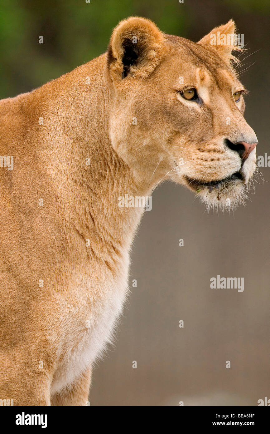 Lowe stand hi-res stock photography and images - Alamy