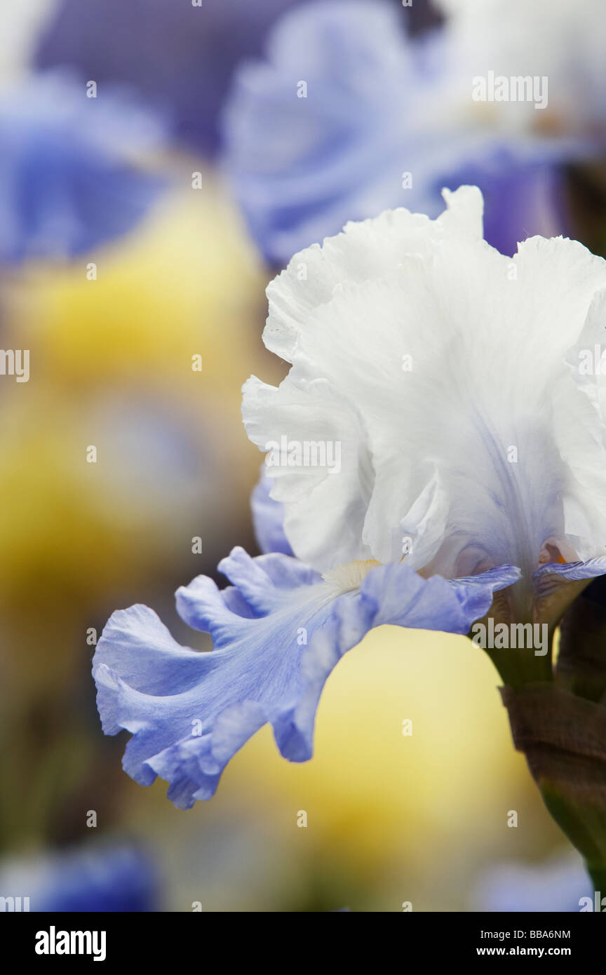 Bearded iris 'lark rise' flower Stock Photo - Alamy