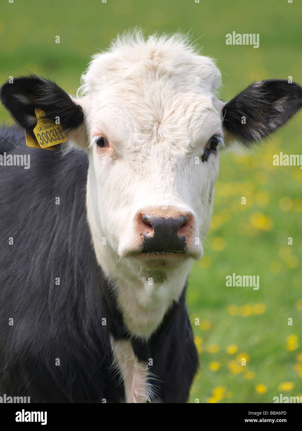 Bullock head hi-res stock photography and images - Alamy