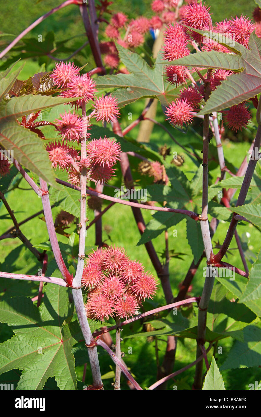 Wunderbaum castor oil plant 16 Stock Photo - Alamy