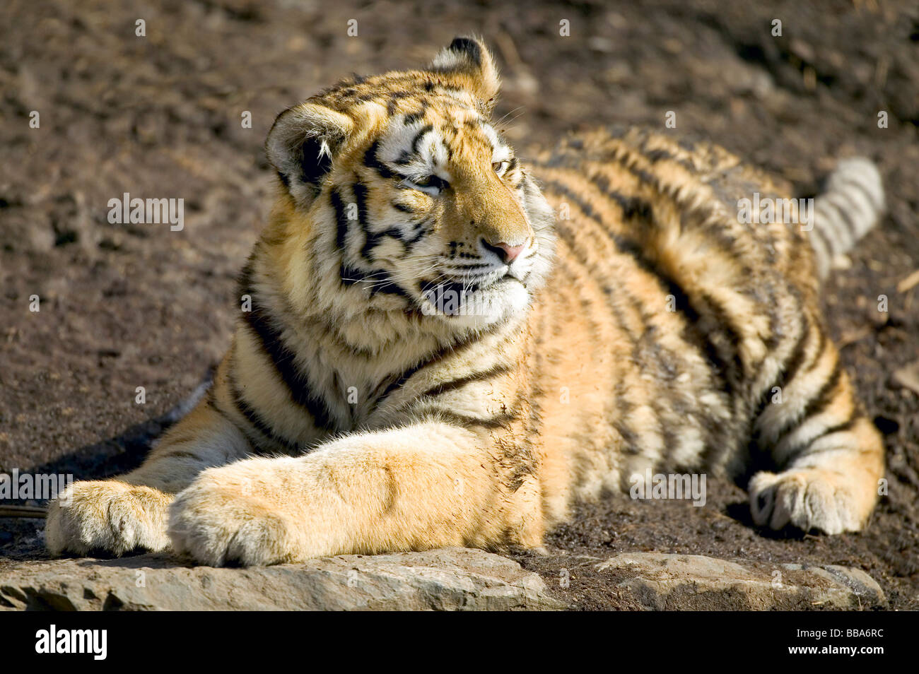 Relaxing tiger (Panthera tigris Stock Photo - Alamy