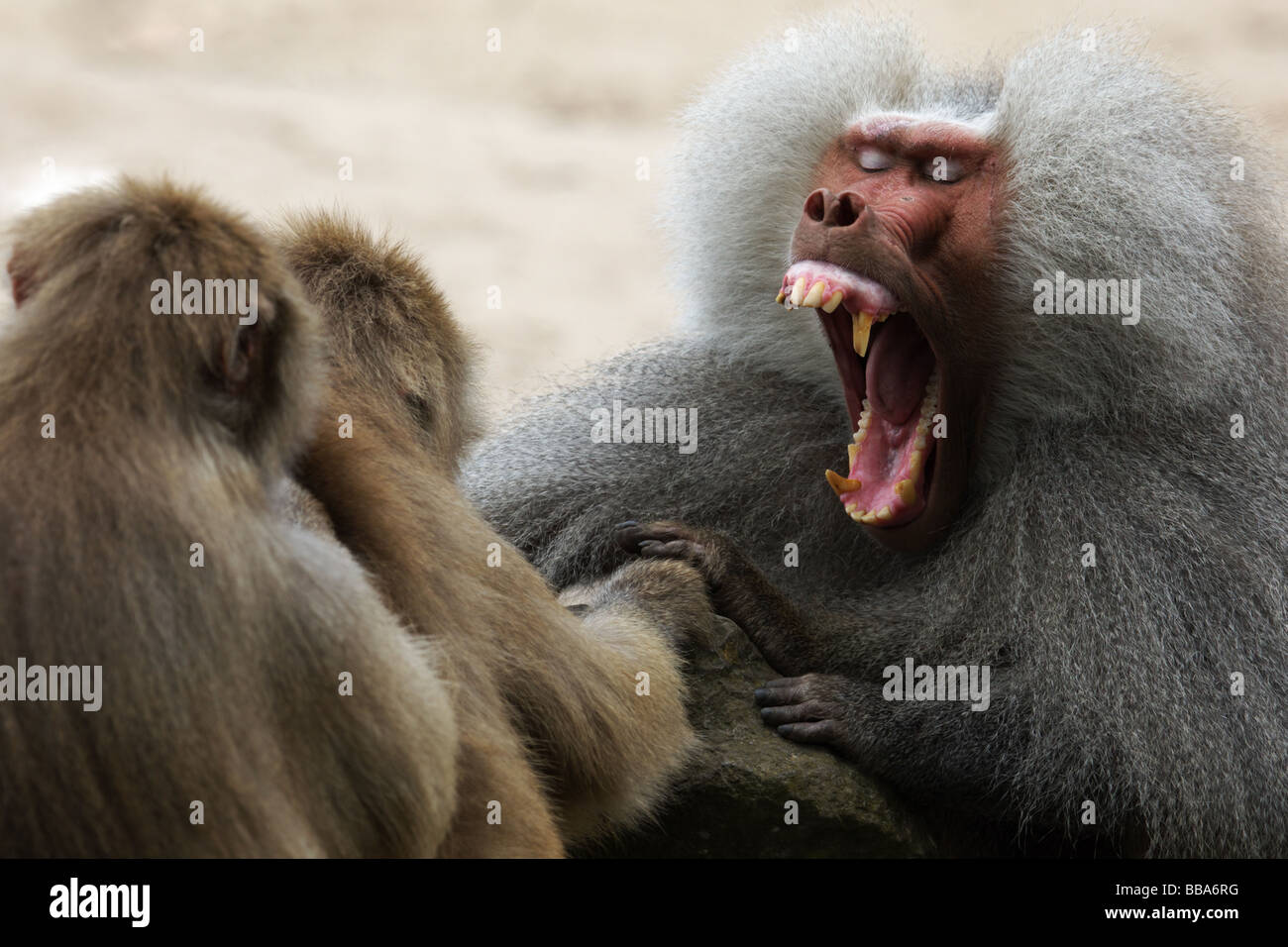 Baboon teeth hi-res stock photography and images - Alamy