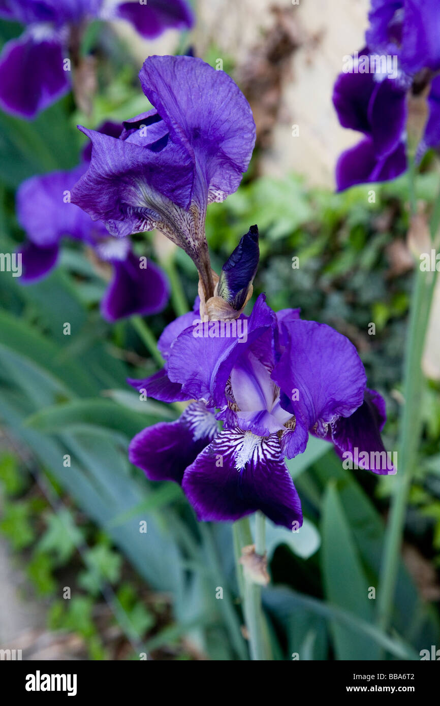 Field of iris hi-res stock photography and images - Alamy