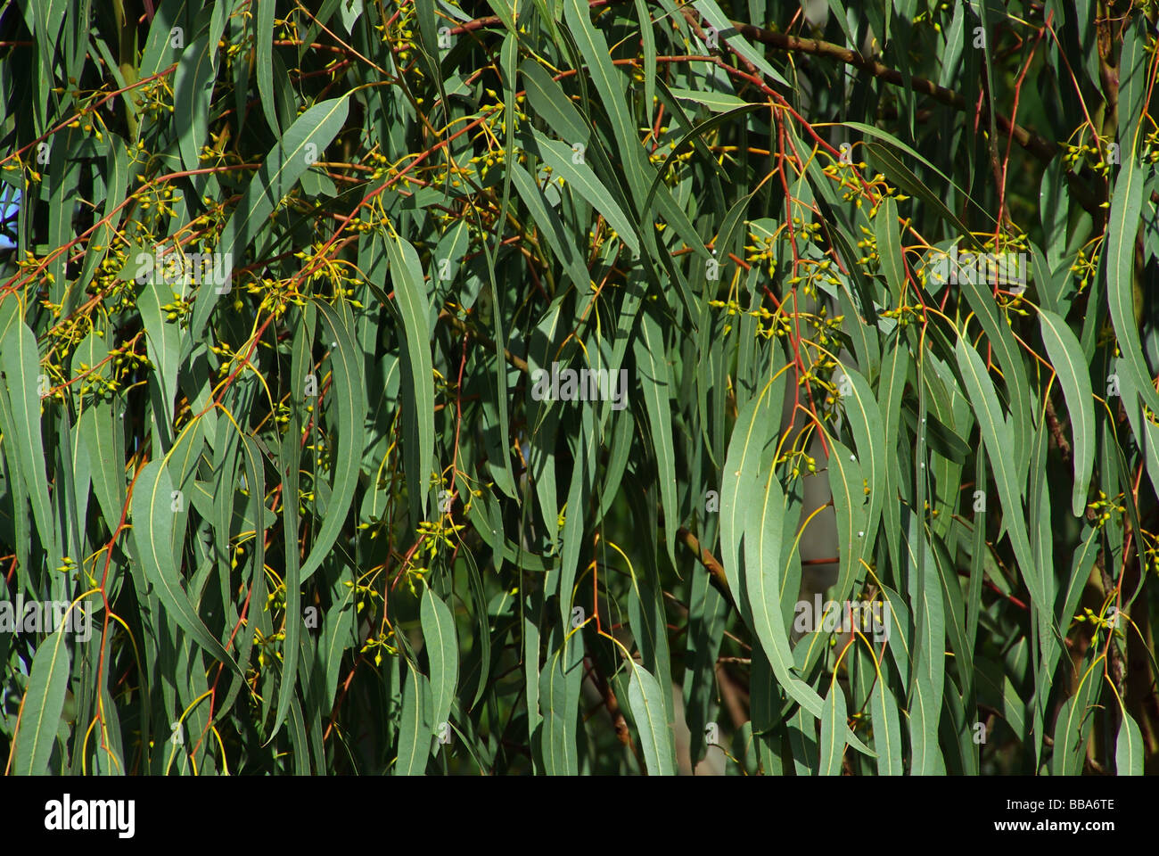 Eukalyptus eukalyptus wald hi-res stock photography and images - Alamy