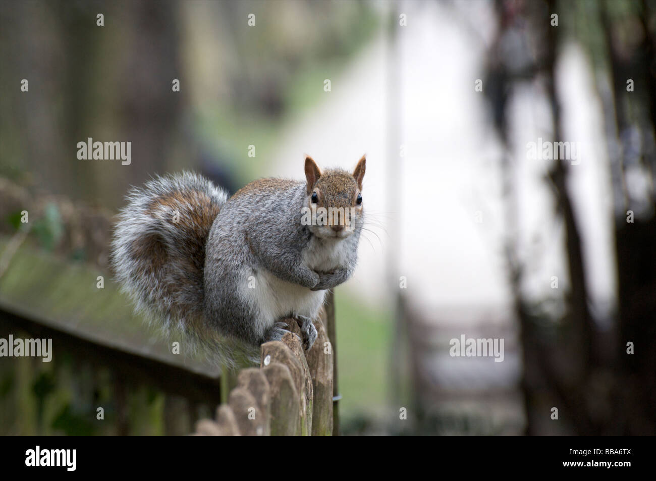 Squirrel on a fence Stock Photo - Alamy