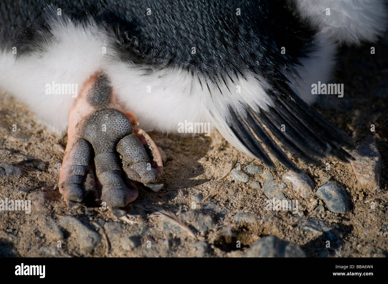 Animal foot hi-res stock photography and images - Alamy