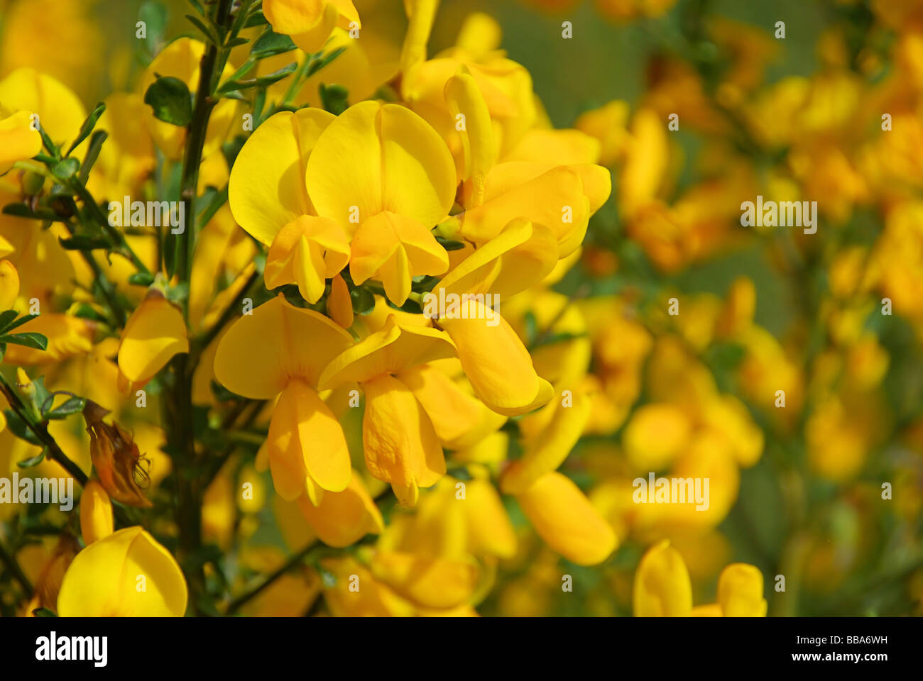 Ginster broom 06 Stock Photo - Alamy