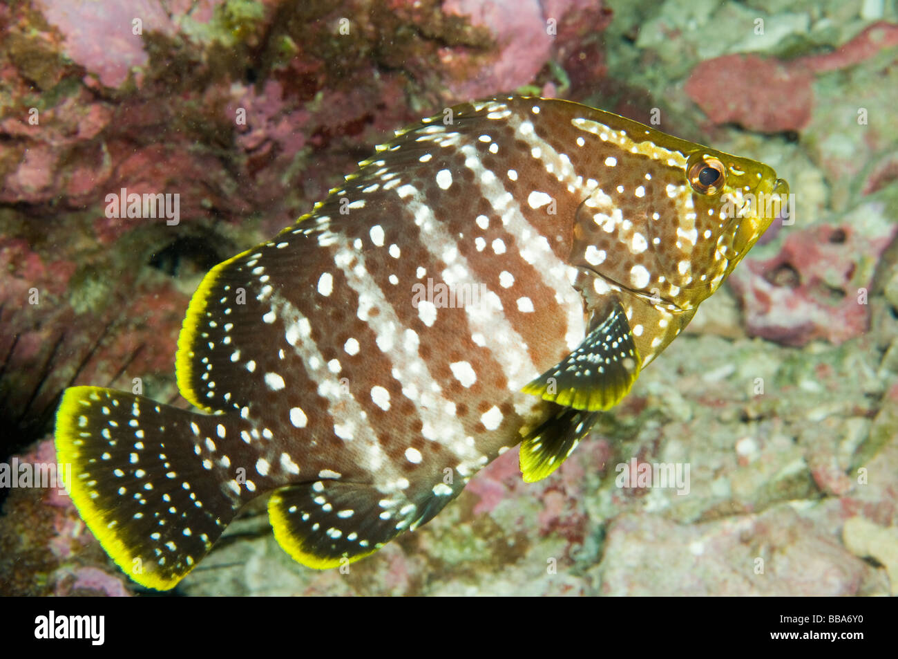 Leather Bass Dermatolepis dermatolepis Clipperton Island France Mexico ...