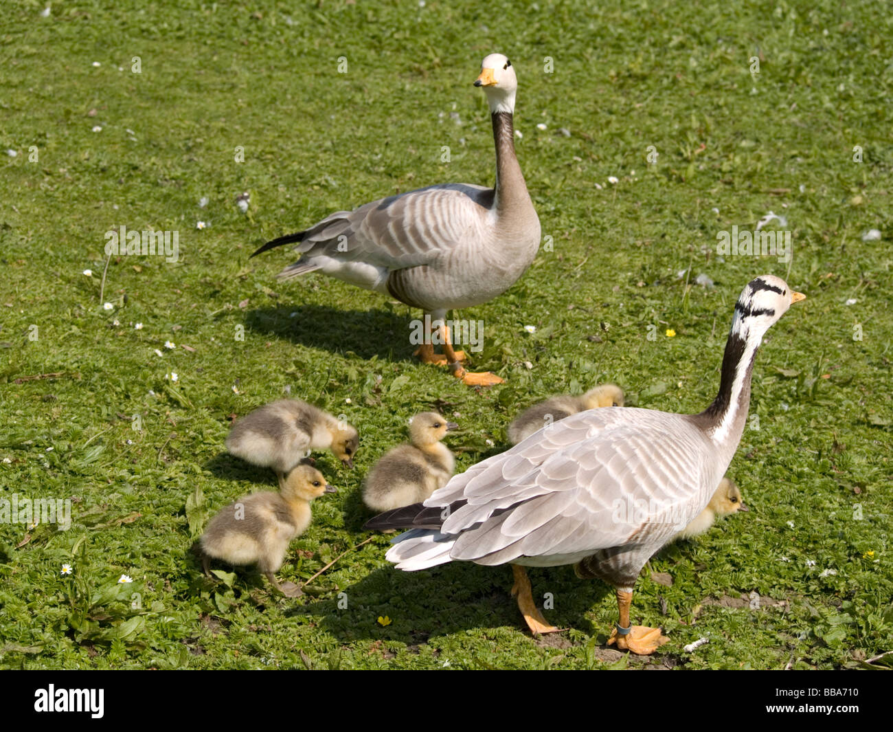 Downy Ducklings at the Washington Wildfowl Park Stock Photo - Alamy