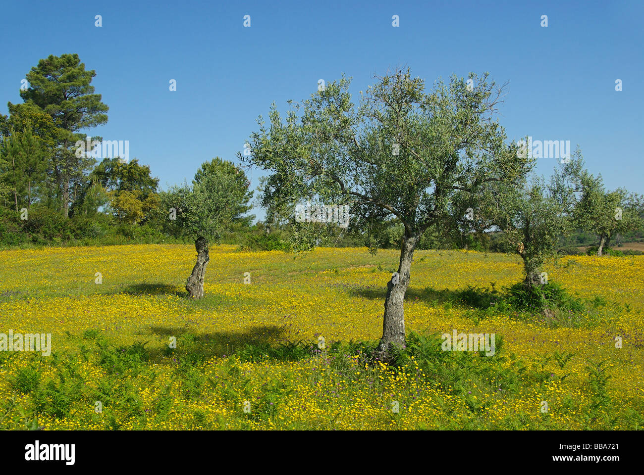 Olive tree flower hi-res stock photography and images - Alamy