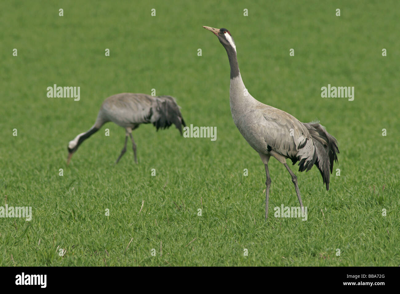 Common crane grus animal hi-res stock photography and images - Alamy