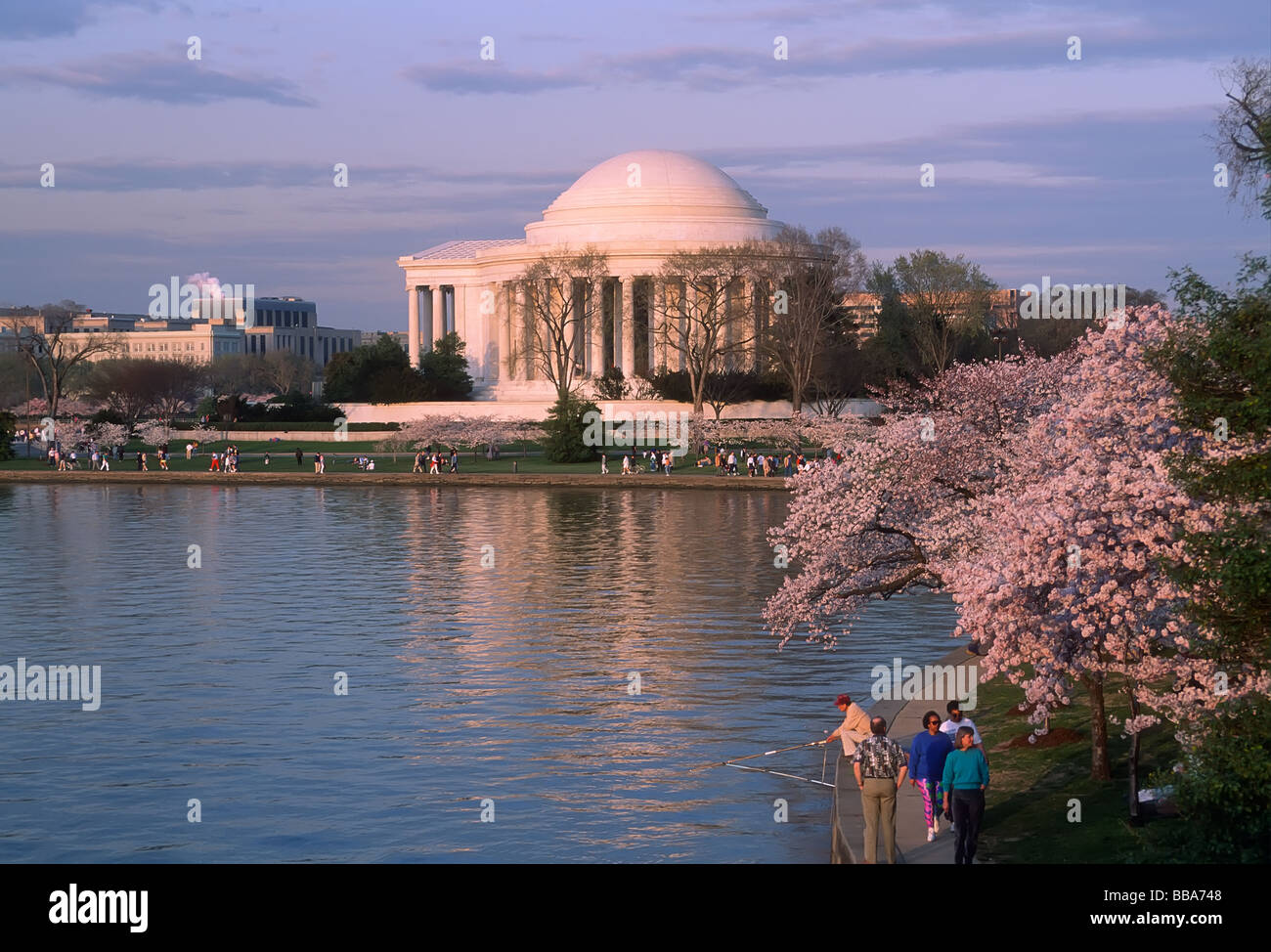 Spring Cherry Blossoms around the Tidal basin and Jefferson Memorial in ...