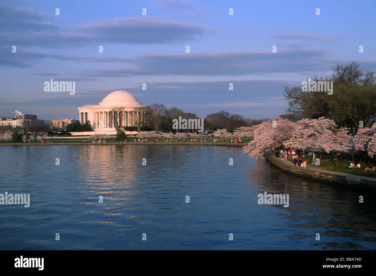 Spring Cherry Blossoms around the Tidal basin and Jefferson Memorial in Washington DC Stock ...