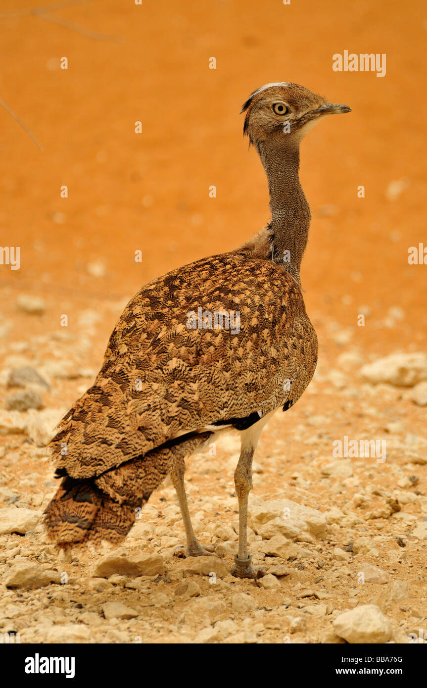 Chlamydotis undulata arab hi-res stock photography and images - Alamy