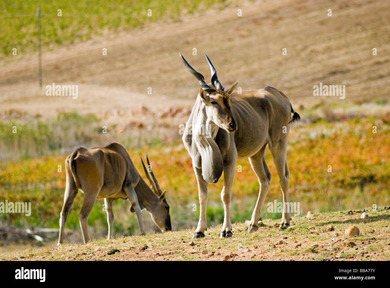 Captive Eland antelope grazing on a game farm near Riebeek Kasteel, in ...