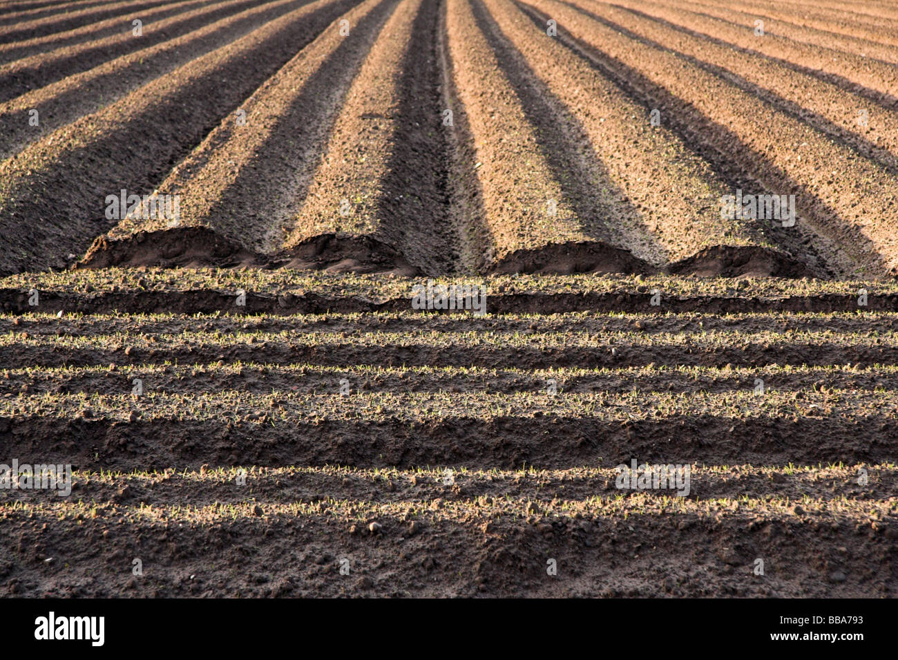 Furrows, ridged soil, ploughed field, Merseyside, UK Stock Photo - Alamy