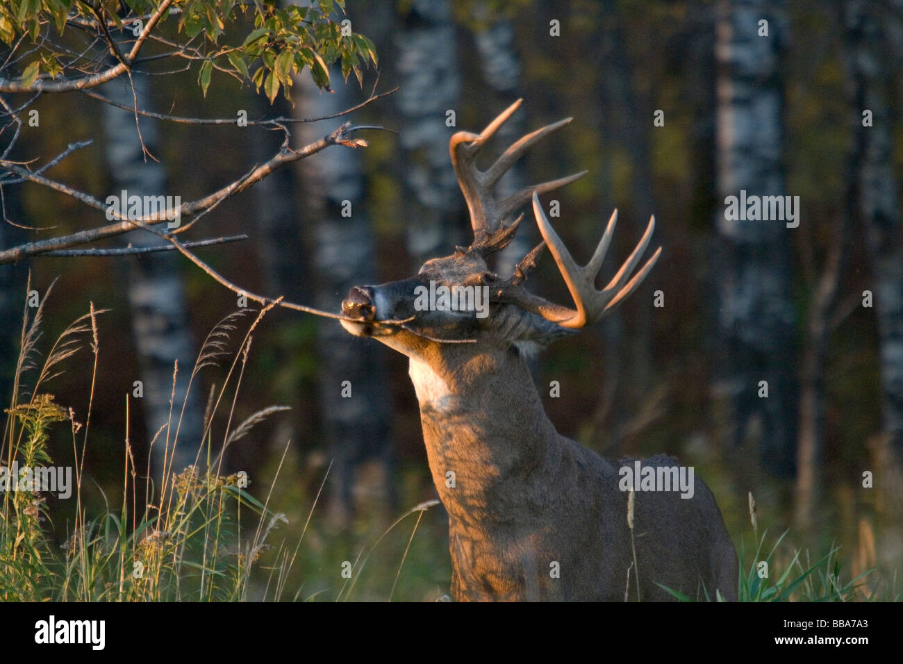 White-tailed buck working a licking branch Stock Photo - Alamy