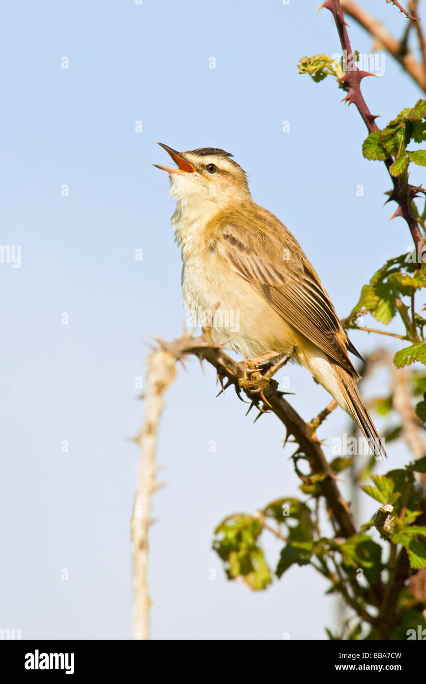 sedge warbler singing Stock Photo - Alamy