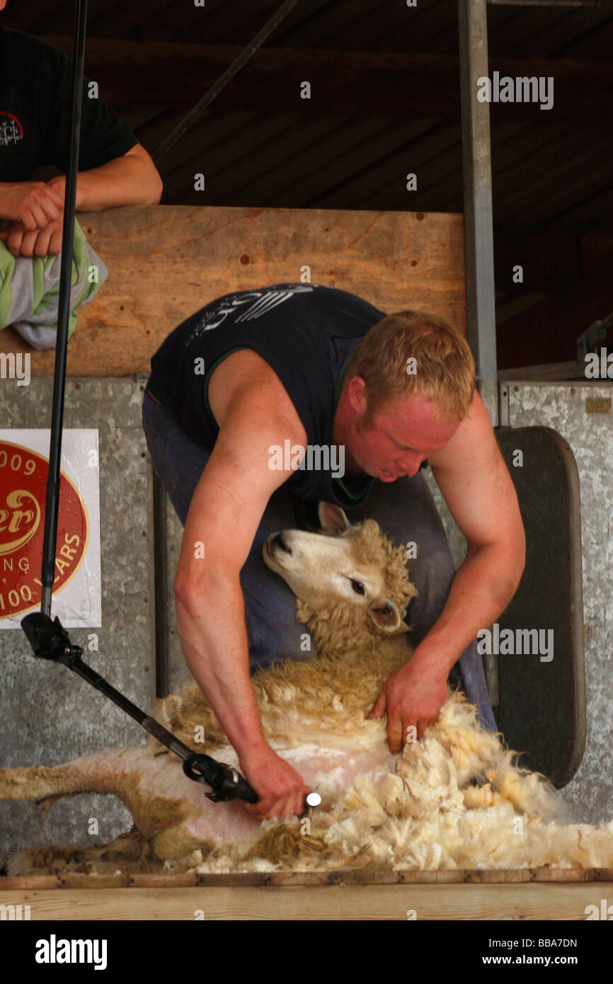 Devon county show hi-res stock photography and images - Alamy