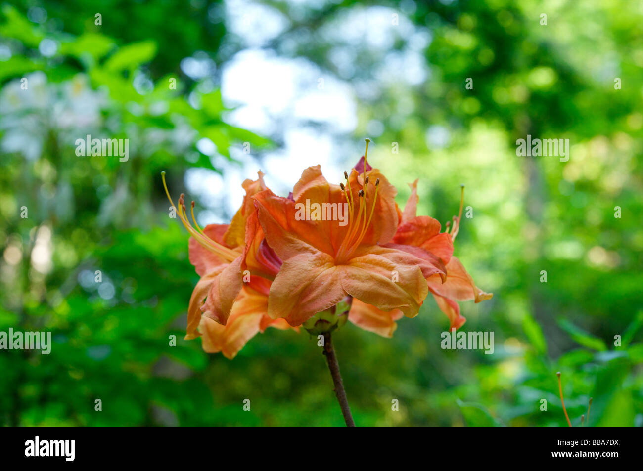Spring lily flowers Stock Photo - Alamy