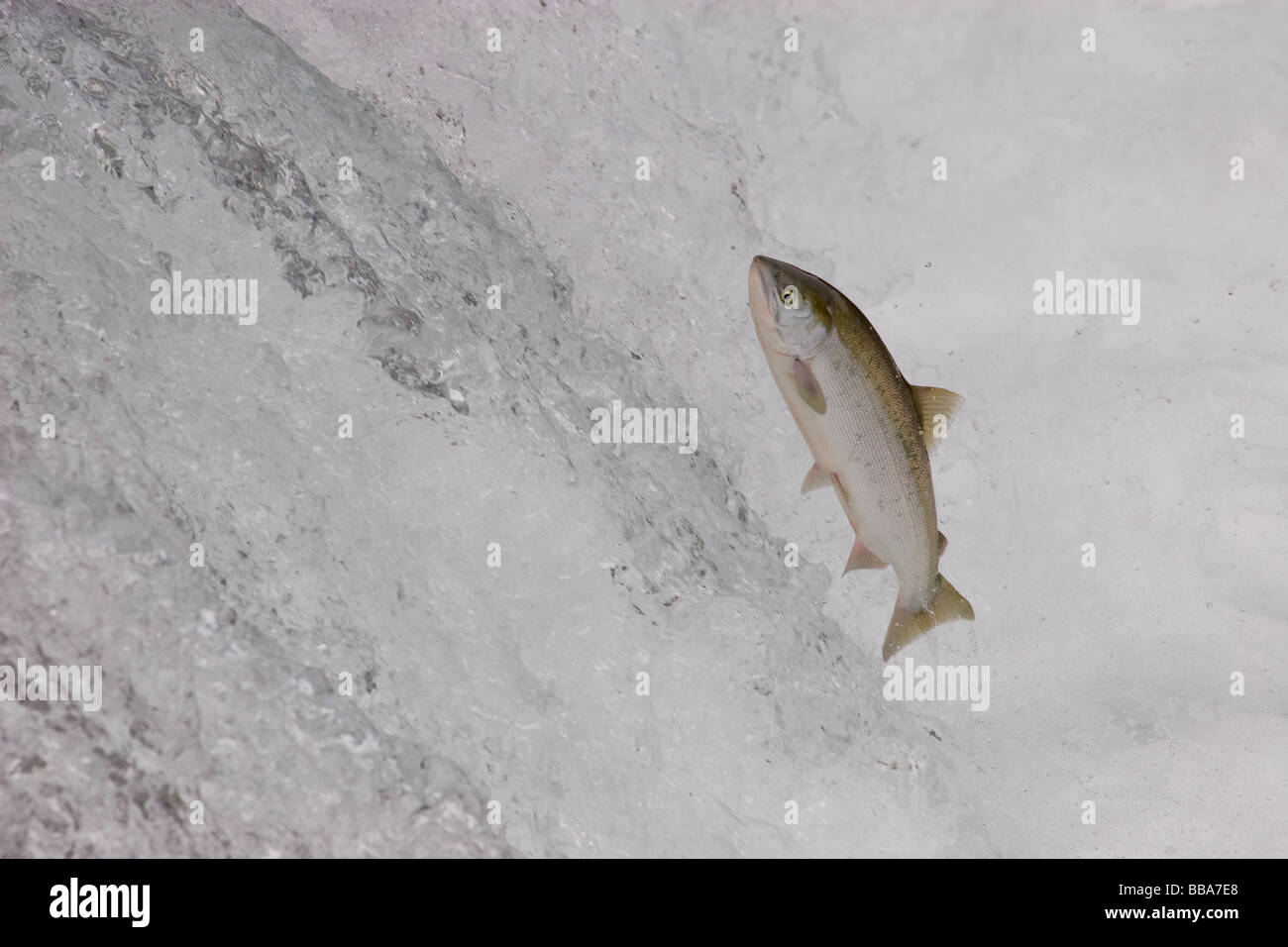 Sockeye Salmon jumping up waterfall to spawn Oncorhynchus nerka Katmai ...