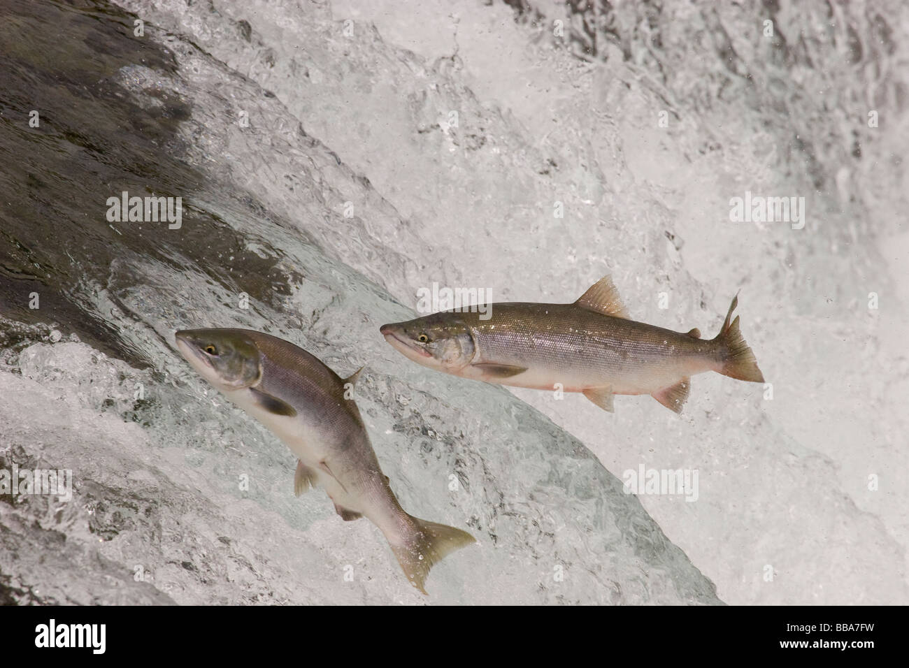 Leaping salmon columbia river hi-res stock photography and images - Alamy