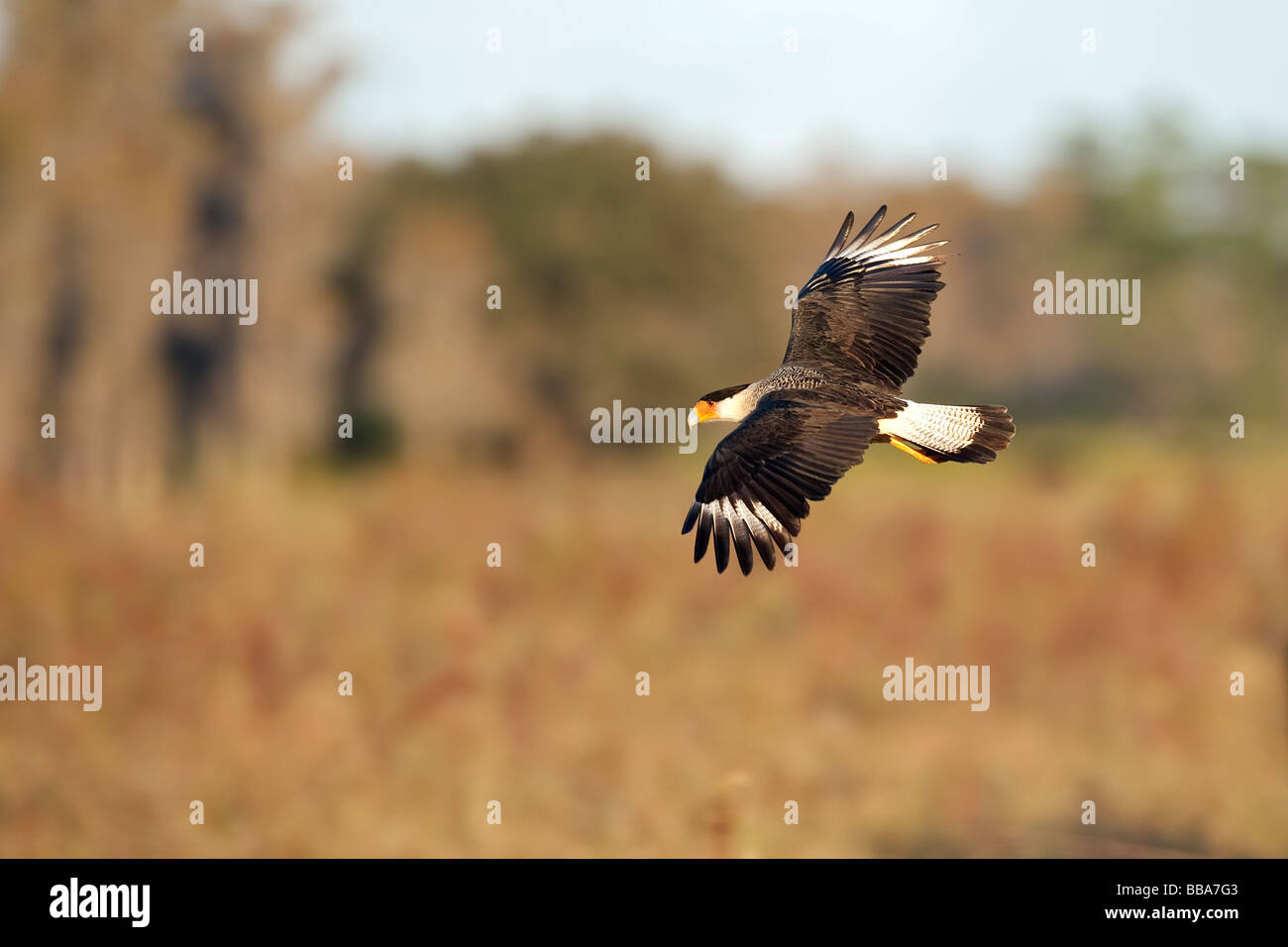 Creasted Caracara in flight Stock Photo - Alamy