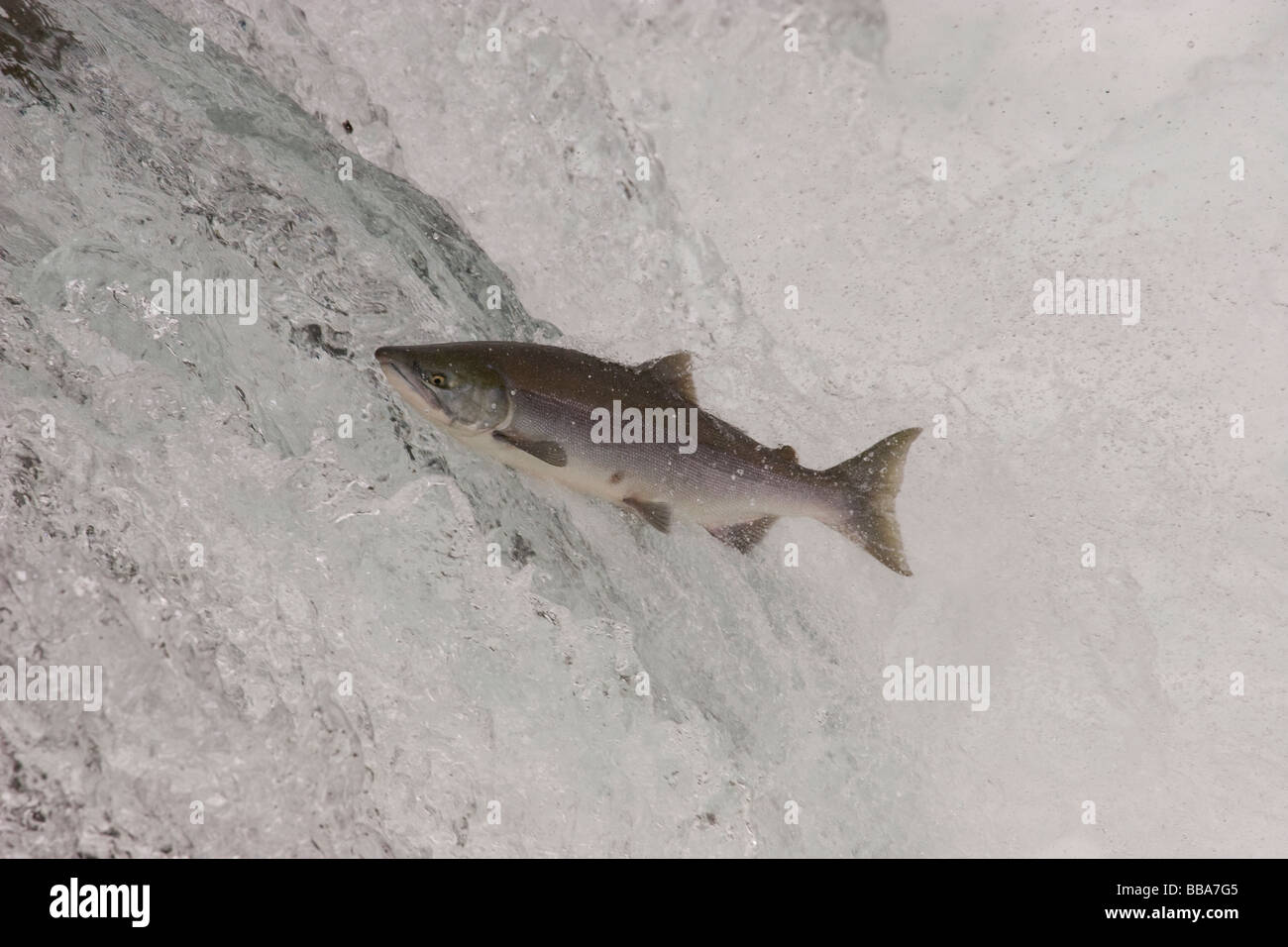 Sockeye salmon jumping up waterfall hi-res stock photography and images ...