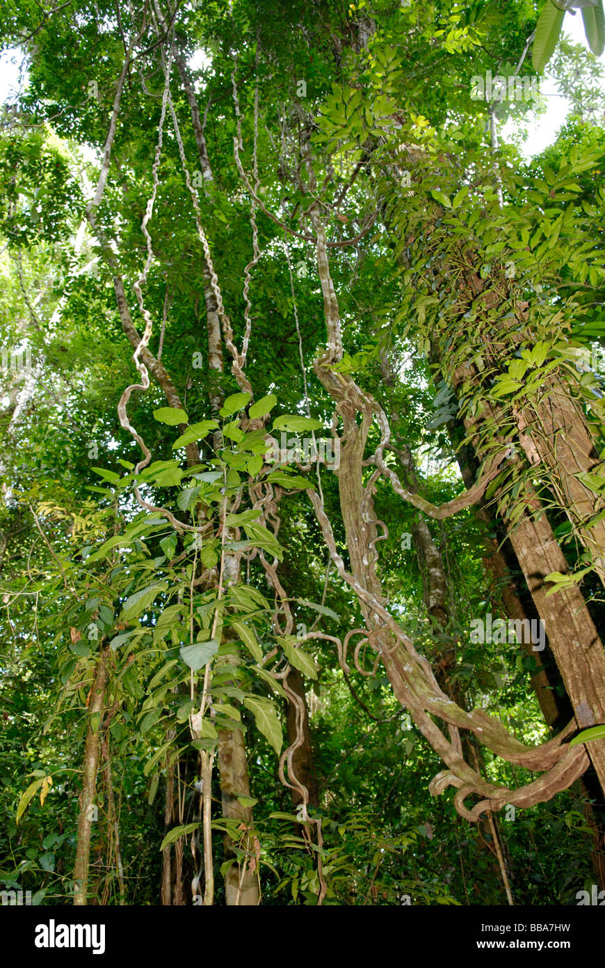 Monkey ladder hi-res stock photography and images - Alamy