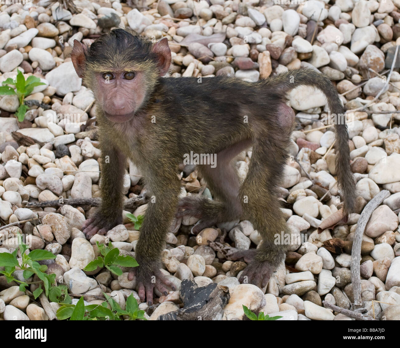 Baboon baby on the beach in Tanzania, Africa Stock Photo - Alamy