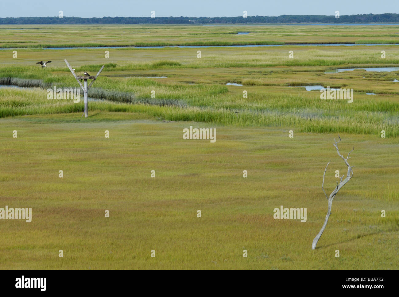 Coastal salt marsh The Wetlands Institute Stone Harbor New Jersey with ...