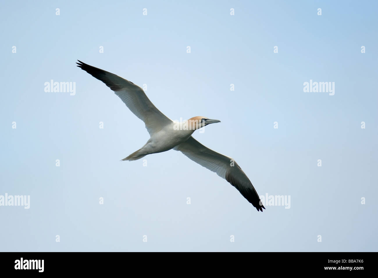 Northern Gannet in flight Stock Photo - Alamy